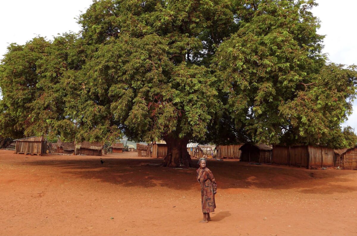 World’s first Climate change famine hits Earth’s 8th continent - The Voices