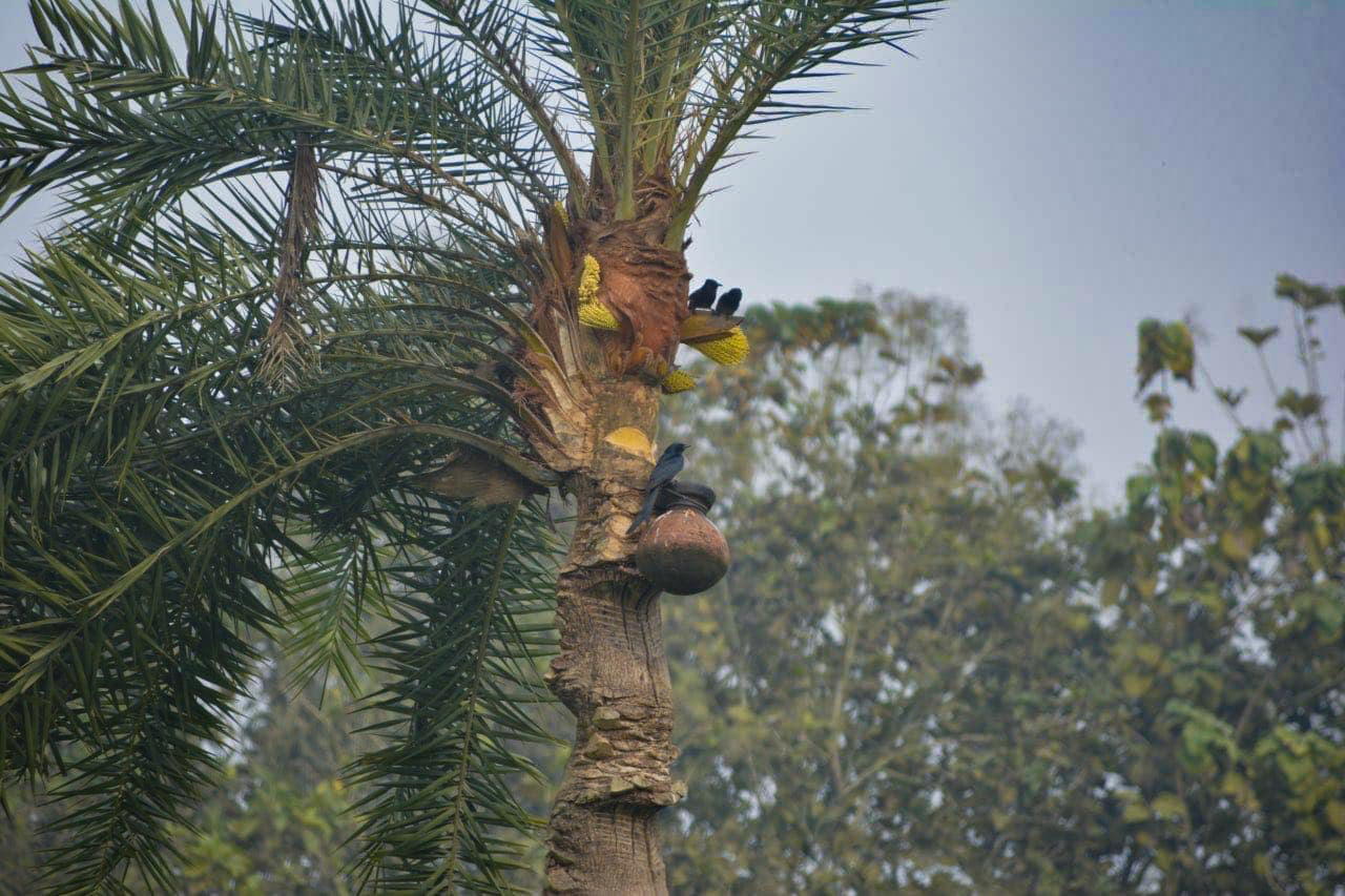 Poush Parban : The Festival of Pithe Puli - The Voices