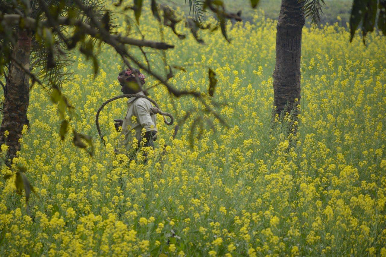 Poush Parban : The Festival of Pithe Puli - The Voices