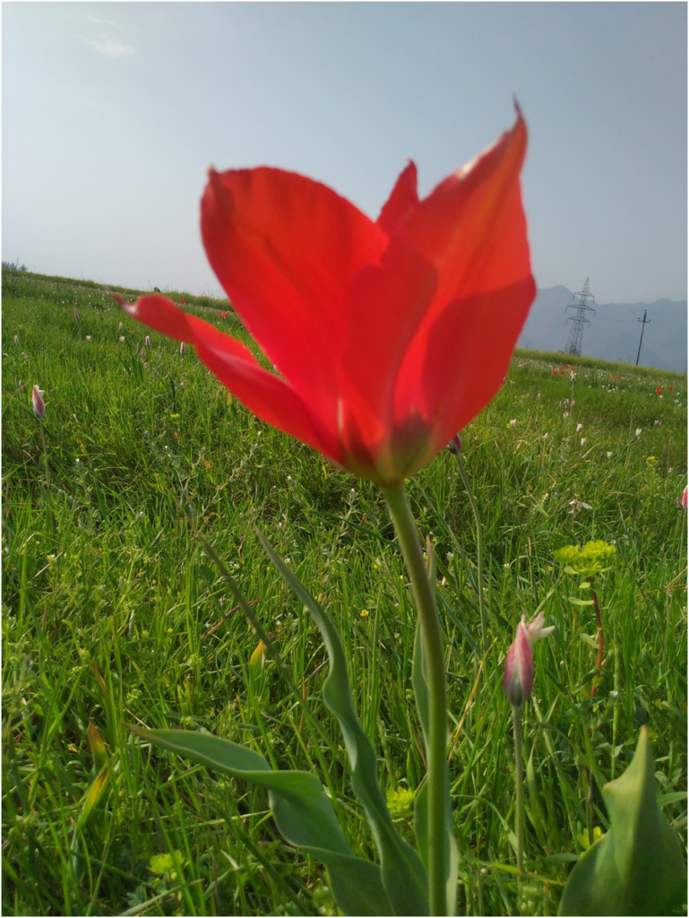 Spring in Kashmir: The Karewas and the sea of wild Tulips - The Voices